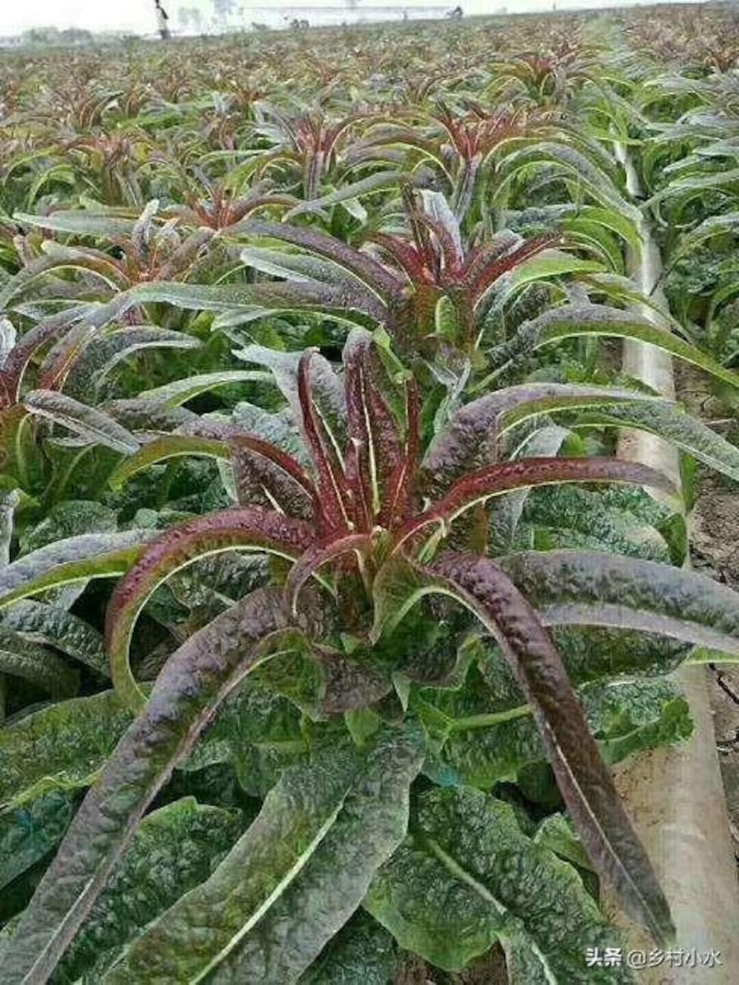 2-gram 2000 PURPLE CELTUCE Seeds; Wosun, 紫萵筍, Purple Stem Lettuce ...