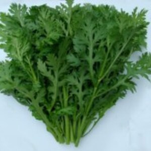 1/4-oz OASIS SHUNGIKU Seeds; Chrysanthemum Greens; Vietnamese Tần Ô ...