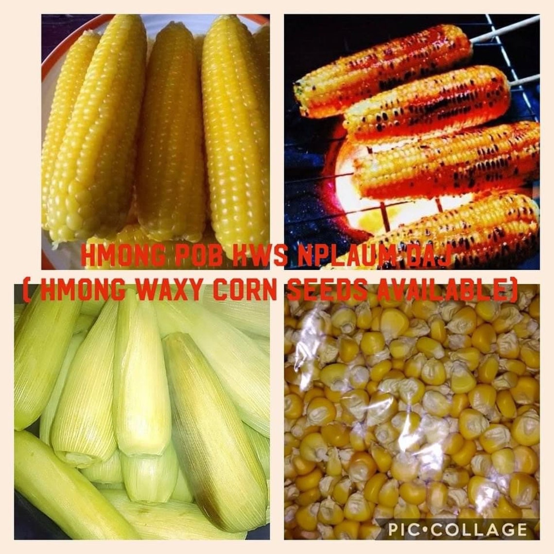 25 Organic Hmong Waxy Corn Seeds YELLOW Sticky Corn Pob Kws Nplaum Daj ...