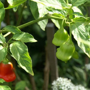 20 Bishop's Crown Cap Hat Hot Pepper Seeds; Brazil Heirloom; Crown Red ...