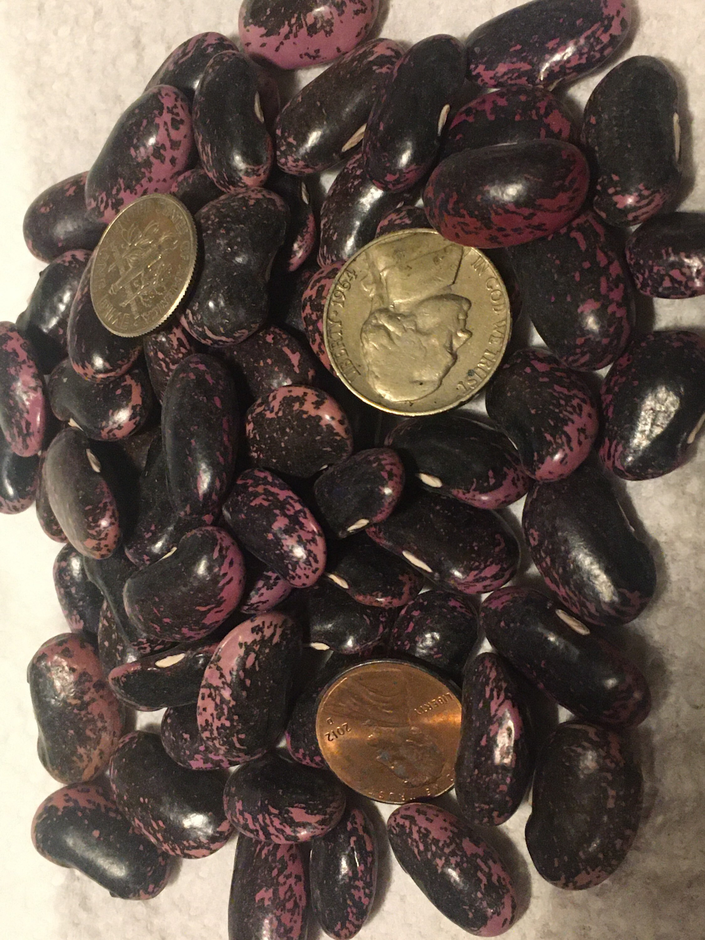 15 SUNSET Runner Bean Seeds Beautiful Salmon-pink Flowers | Etsy