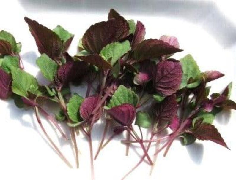 500 BICOLOR SHISO Green & Red Leaved Perilla Seeds; 雙色紫蘇 - Etsy