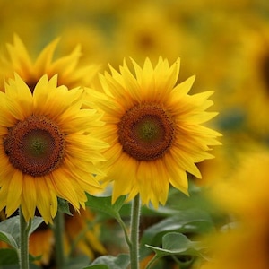 50 Organic ARIKARA Native American Sunflower Seeds; Helianthus Annuus ...