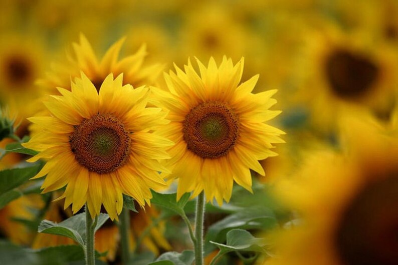 50 Organic ARIKARA Native American Sunflower Seeds; Helianthus Annuus ...