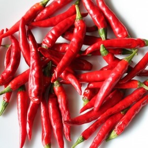 50 Takanotsume Togarashi Japanese Hot Pepper Seeds; 鷹の爪唐辛子; たかのつめとうがらがら ...
