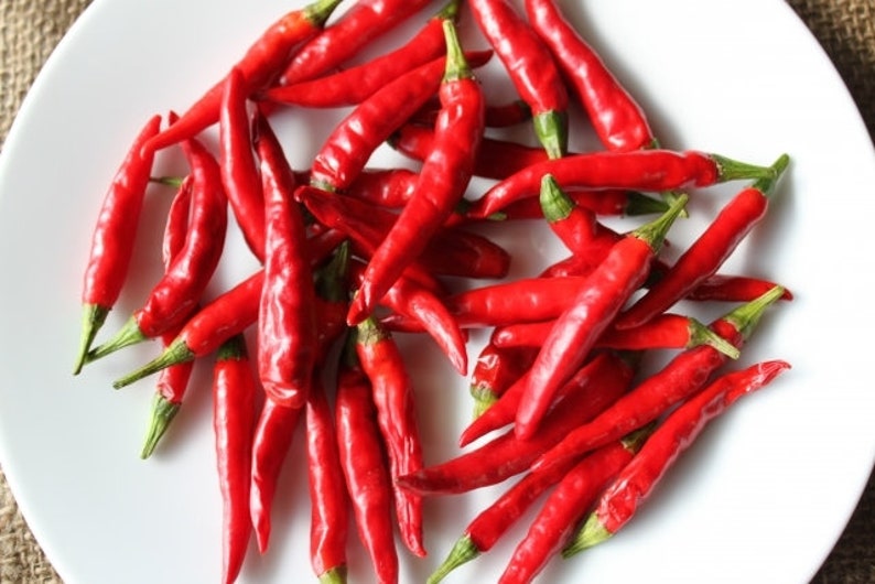 50 Takanotsume Togarashi Japanese Hot Pepper Seeds; 鷹の爪唐辛子; たかのつめとうがらがら ...
