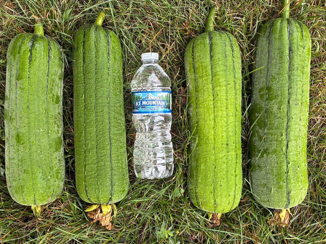 Taiwan #1 Hybrid Smooth Luffa Seeds;台灣一號絲瓜 F1 菜瓜； Meaty Culinary Loofah ...