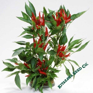 50 Takanotsume Togarashi Japanese Hot Pepper Seeds; 鷹の爪唐辛子; たかのつめとうがらがら ...
