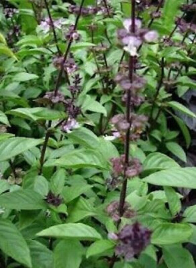 2-gram 1500+ Purple Stem Thai Sweet Basil Seeds; Non-gmo Heirloom 九層塔 ...