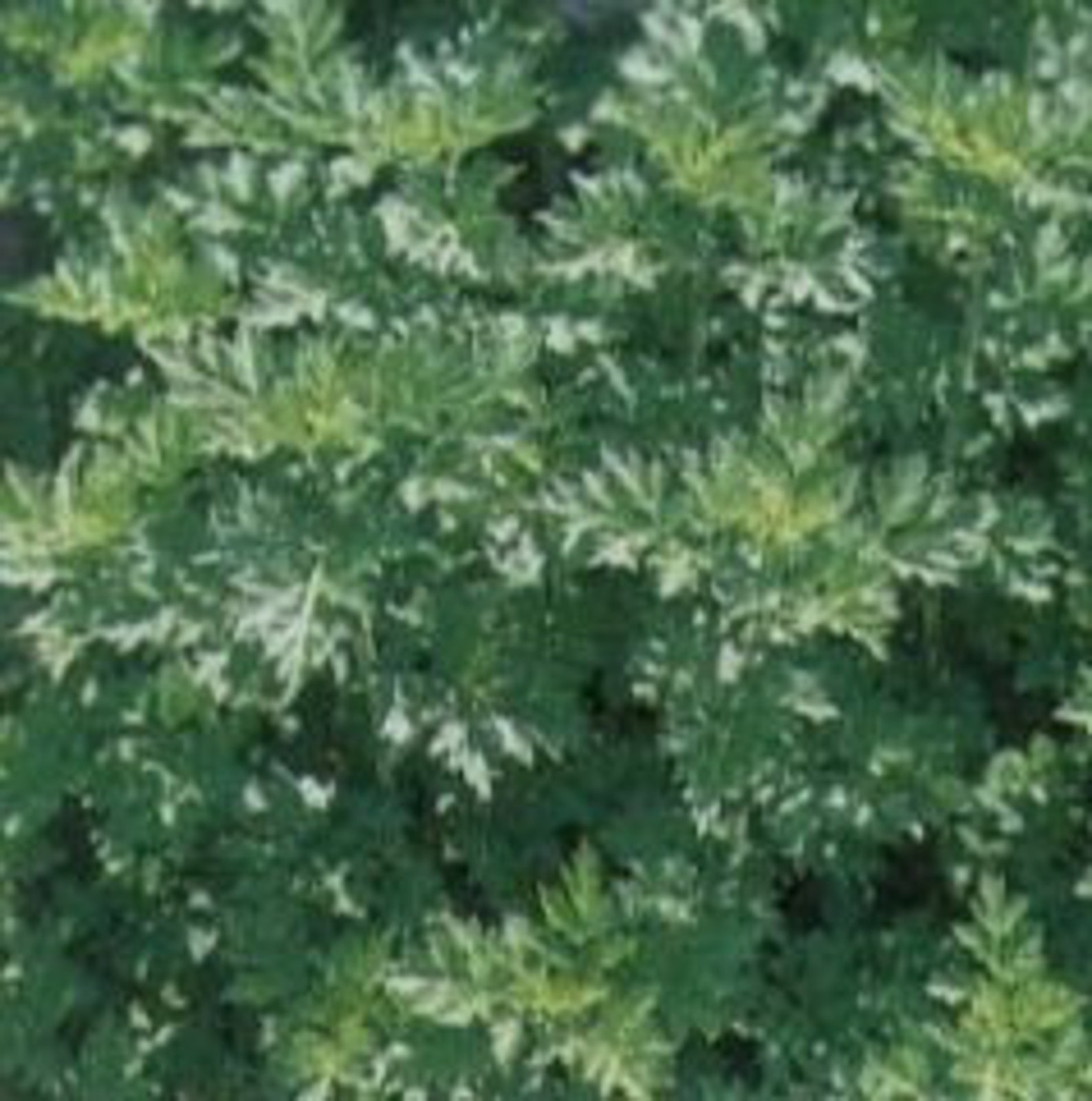 2-gram 20000 YOMOGI Japanese Mugwort Seeds Ssuk 쑥 Cây Ngải - Etsy UK