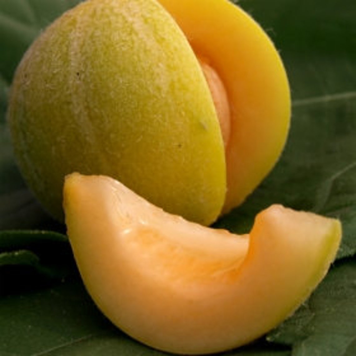 30 Minnesota Midget Melon Seeds; USDA Organic; Heritage Heirloom; Micro ...