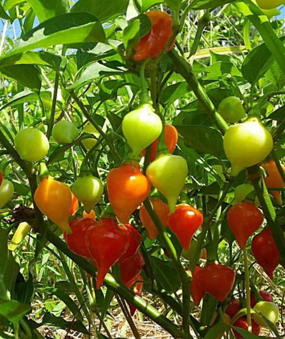 20 Peito De Moca Hot Pepper Seeds; Fruity & Ornamental; Brazil Heirloom ...
