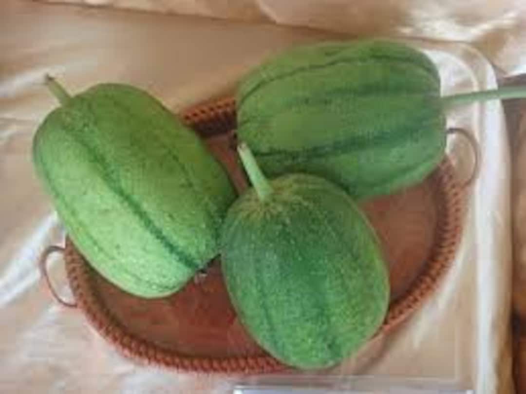 Rare Find! 5 APPLE LUFFA F1 Seeds; 台灣蘋果絲瓜 / 西瓜絲瓜 ; Very Sweet Can Be ...
