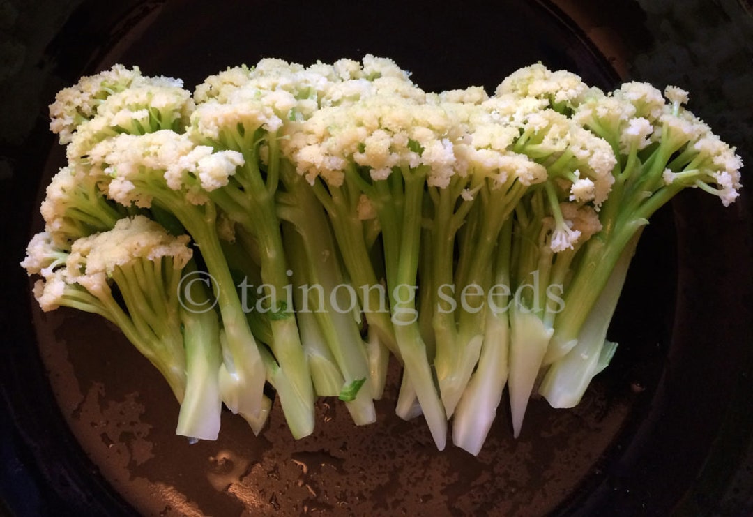 200 Chinese Cauliflower F1 Seeds; SONG HUA Floret SG-35; 一代交配松花菜 - Etsy
