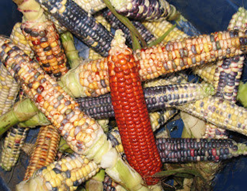 1/2 OZ or 65 organic MANDAN BRIDE corn seeds Native American | Etsy