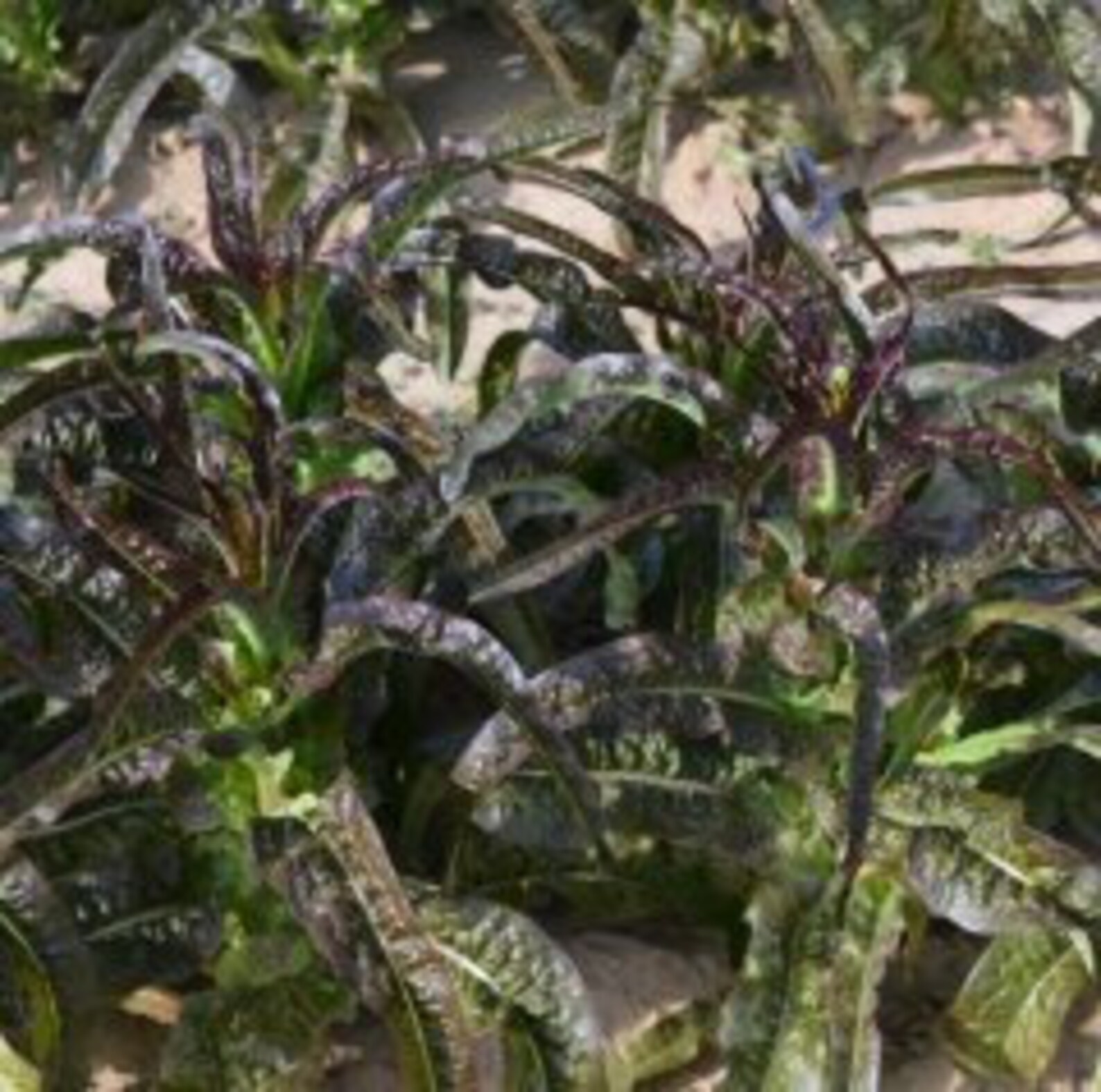 3-gram 2000+ PURPLE YU MAI Sword Lettuce; Heirloom 紫油麥菜 - Etsy