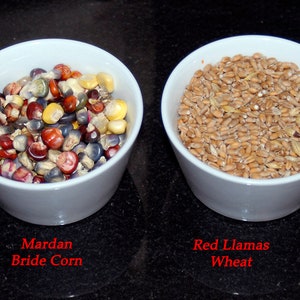 1/2 OZ Organic MANDAN BRIDE Corn Seeds; Native American Historic ...