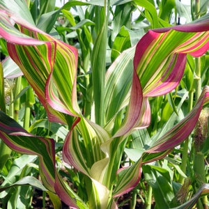 25 Organic JAPONICA STRIPED MAIZE Corn Seeds - Etsy