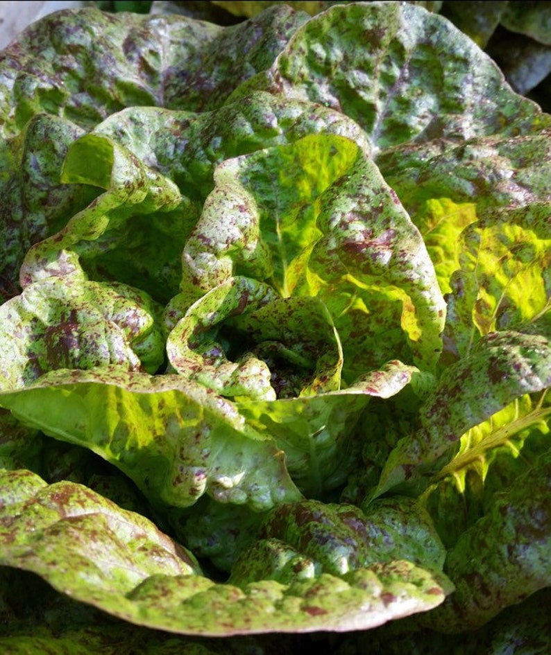 2-gram 1600+ SPECKLED LETTUCE Seeds; USDA Organic; Amish Dutch - Etsy