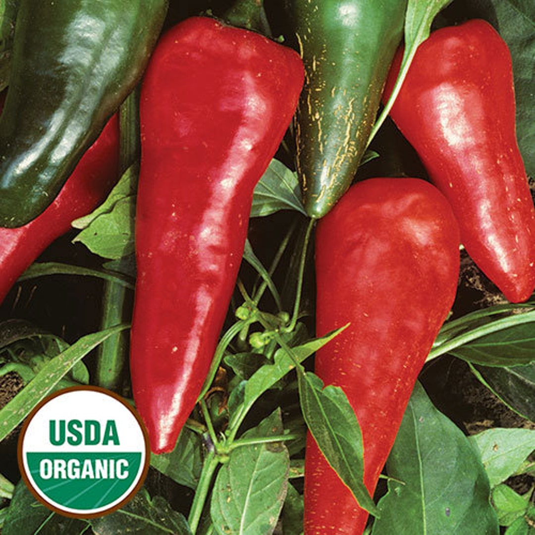 20 Organic Cyklon Red Hot Polish Pepper Seeds; Great for Drying; Well ...