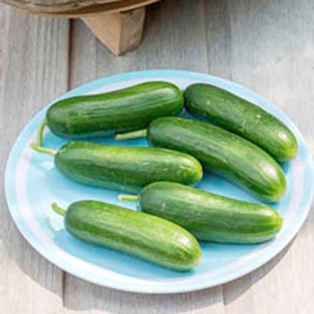 50 MUNCHER Burpless Cucumber Seeds - Etsy