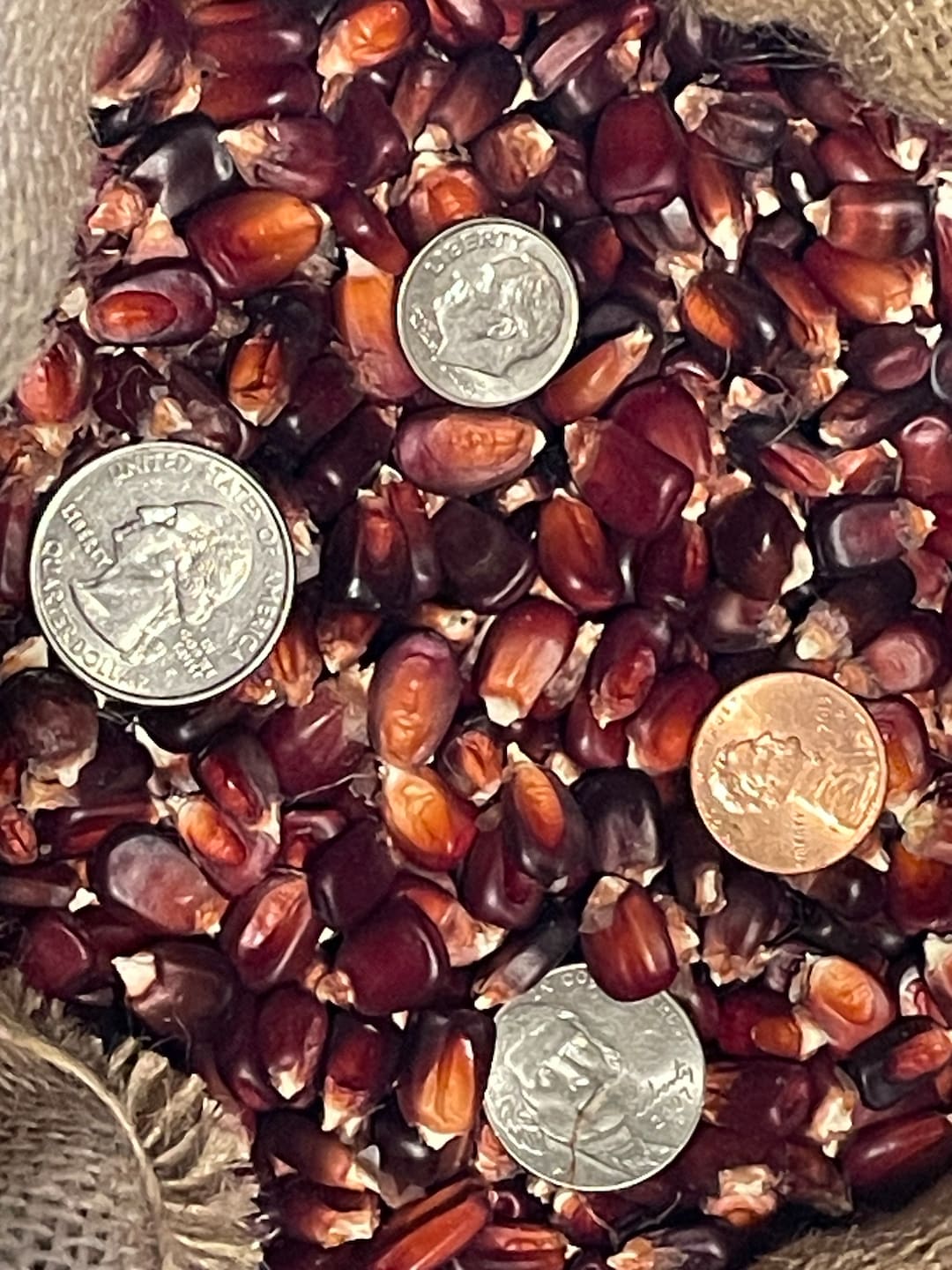 Jimmy Red Heirloom Dent Corn Seeds; Better Than Bloody Butcher; Famous ...