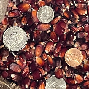Jimmy Red Heirloom Dent Corn Seeds; Better Than Bloody Butcher; Famous ...
