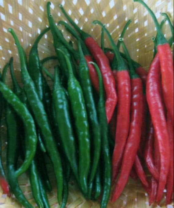 Variedades De Chiles Indios Juego De Chile 1: Semillas De Chile 20