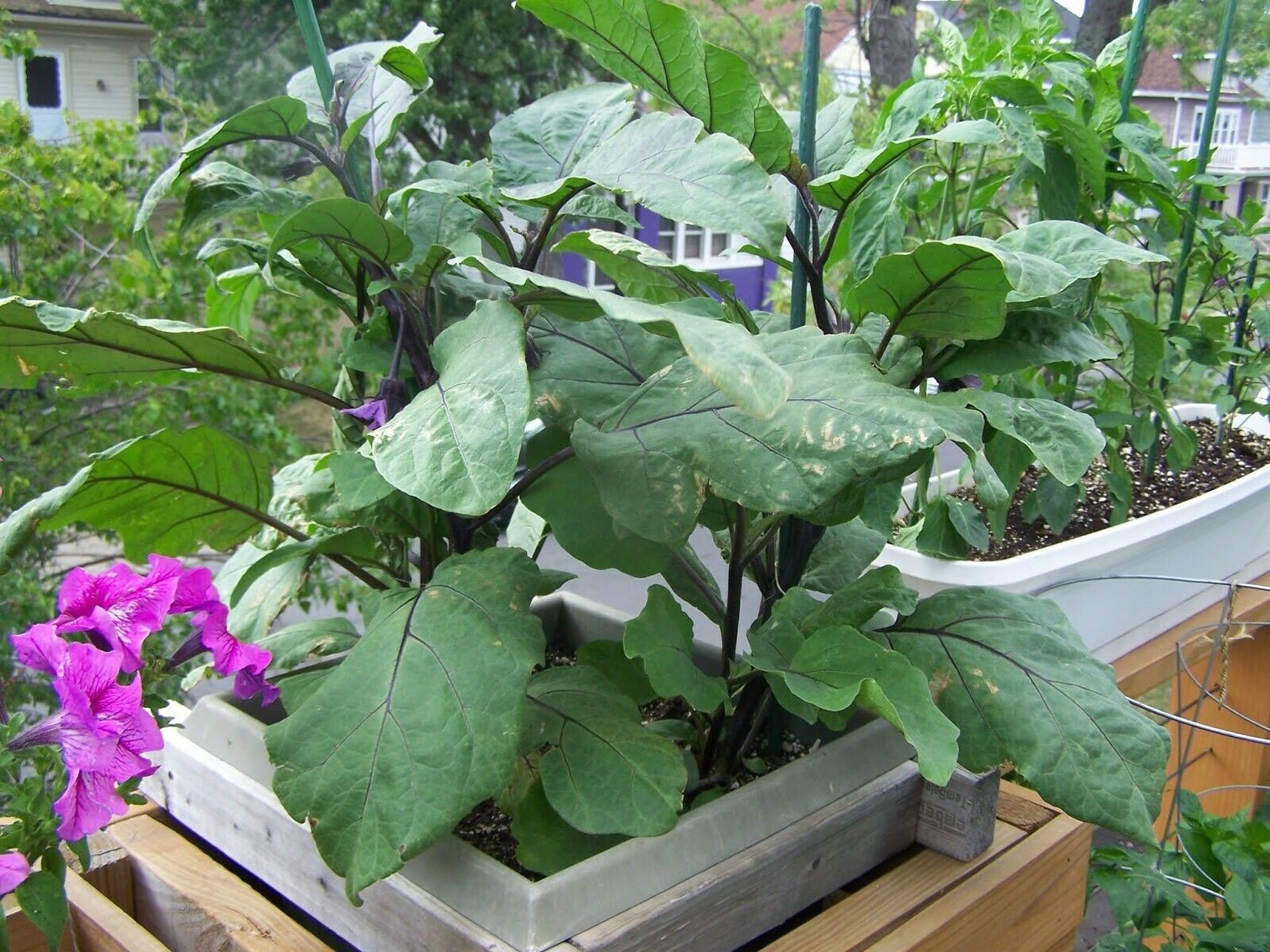50 MITOYO NASU Japanese Eggplant Seeds; 三豊なす 三豊茄子 - Etsy