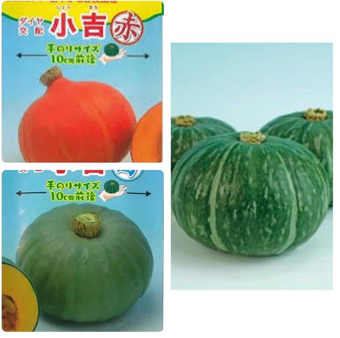 Shokichi Trio: Red+white+green Mini Hybrid Kabocha Seeds; Baby Kabocha ...