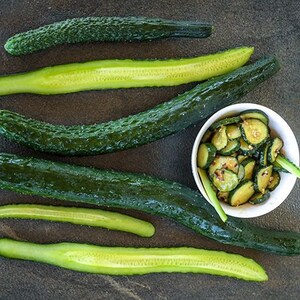50 CHINA JADE Burpless Cucumber Seeds Non-gmo Heirloom Great - Etsy