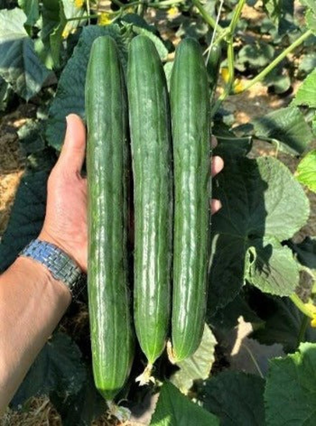 20 Japanese Good Luck F1 Burpless Cucumber Seeds Heat Etsy 20-japanese-good-luck-f1-burpless-cucumber-seeds-heat-etsy