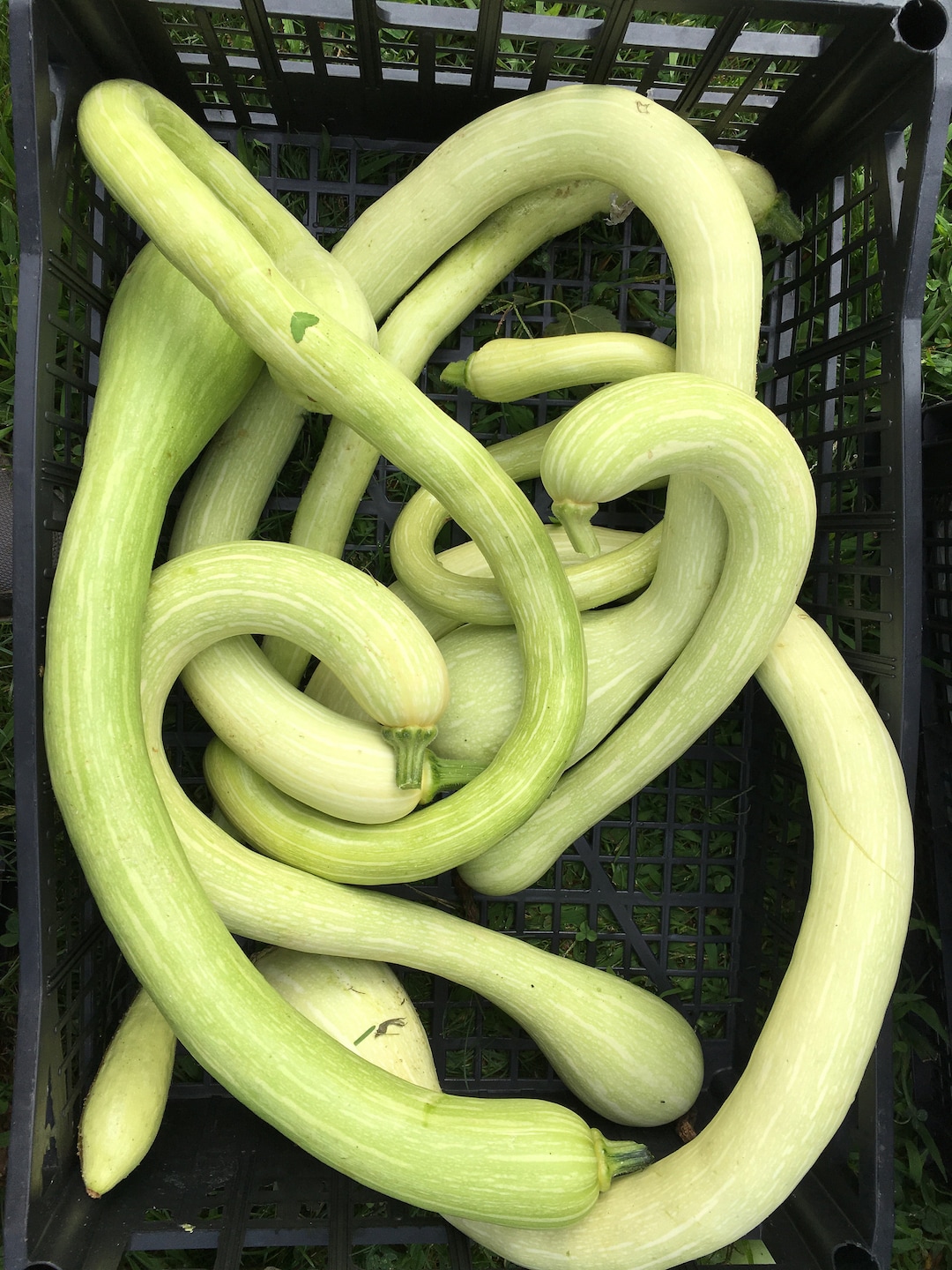 15 TROMBONCINO RAMPICANTE Seeds; Italian Climbing Zucchini; Snake ...