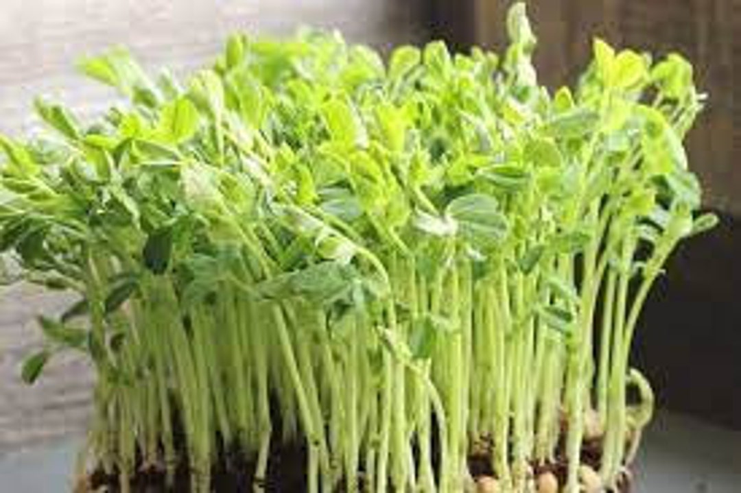 1-OZ Organic Dundale Dun Pea Seeds Great for Microgreen Pea Shoots Dun ...