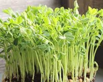 Brown Speckled Pea Microgreen Sprouting Seeds Heirloom NON - Etsy