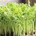 1-OZ Organic Dundale Dun Pea Seeds Great for Microgreen Pea - Etsy