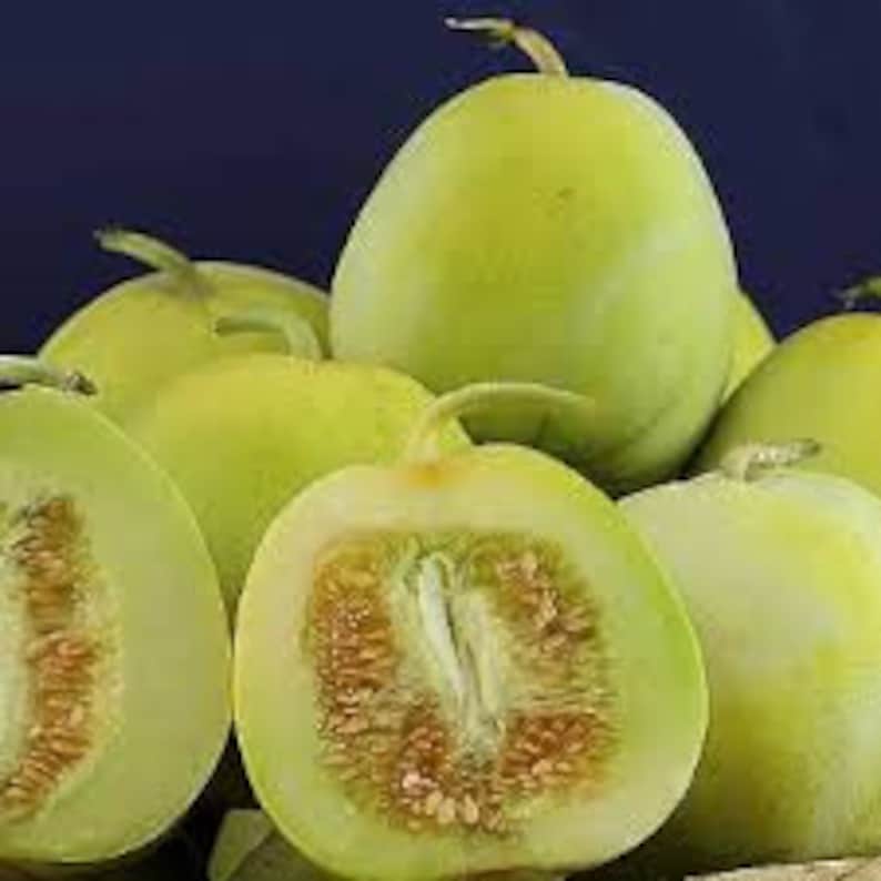 30 Sakata's Sweet Melon Seeds; Japanese Heirloom - Etsy