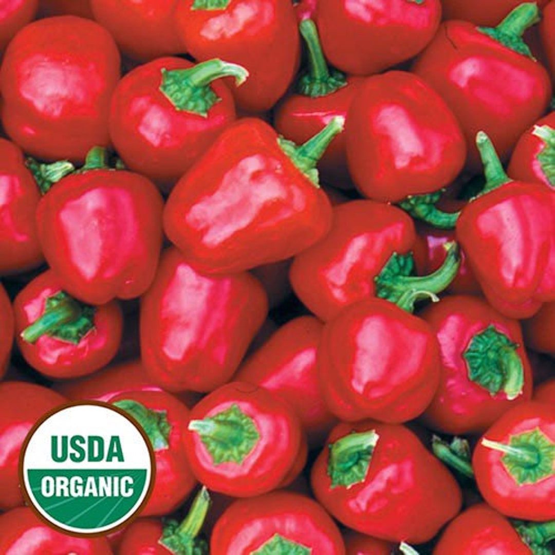 30 Organic Mini Red Bell Sweet Pepper Seeds; Miniature 2" Bells - Etsy