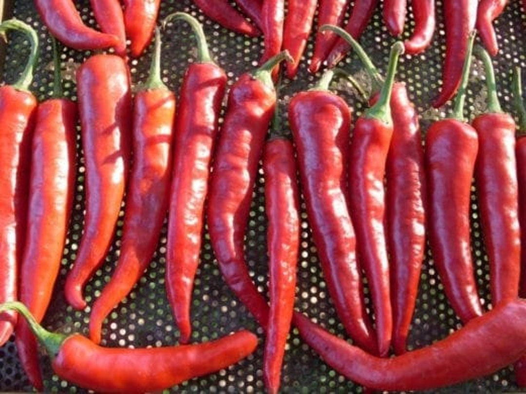 20 Organic Adaptive KOREAN Hot Pepper Seeds; for Making Authentic ...