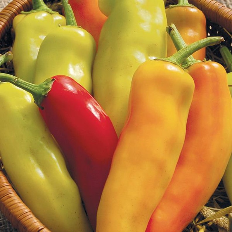 50 Organic Hungarian Hot Wax Pepper Seeds - Etsy