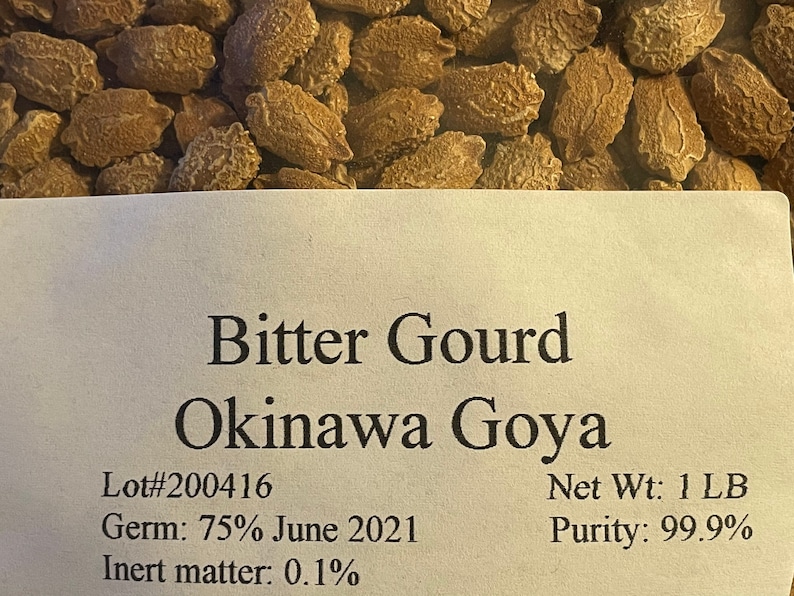 10 OKINAWA GOYA Bittermelon Seeds Nigauri Bitter Melon Gourd - Etsy