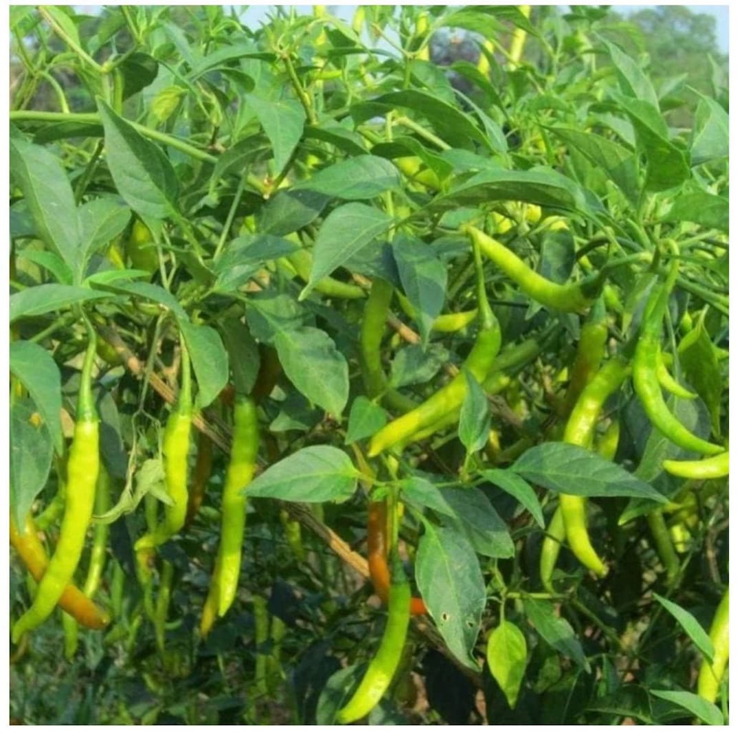30 JWALA CHILLI Indian Hot Pepper Seeds - Etsy