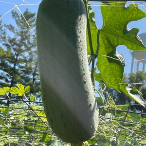5 Elite Taiwanese Smooth Luffa Seeds;屹立圓筒絲瓜; 台灣菜瓜; Meaty Culinary ...