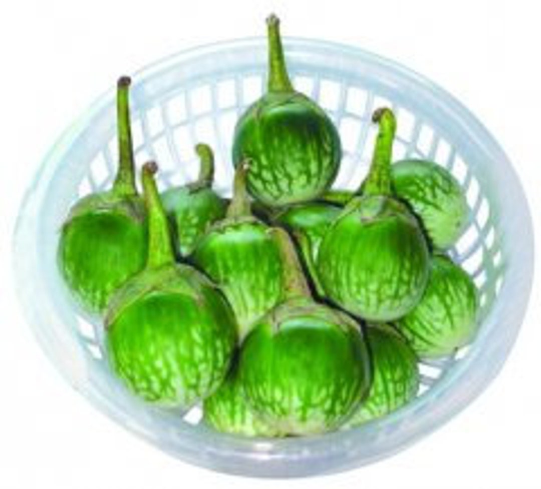 100+ PETCH SIAM Thai Baby Eggplant Seeds; Indian Matti Gulla; Terong ...