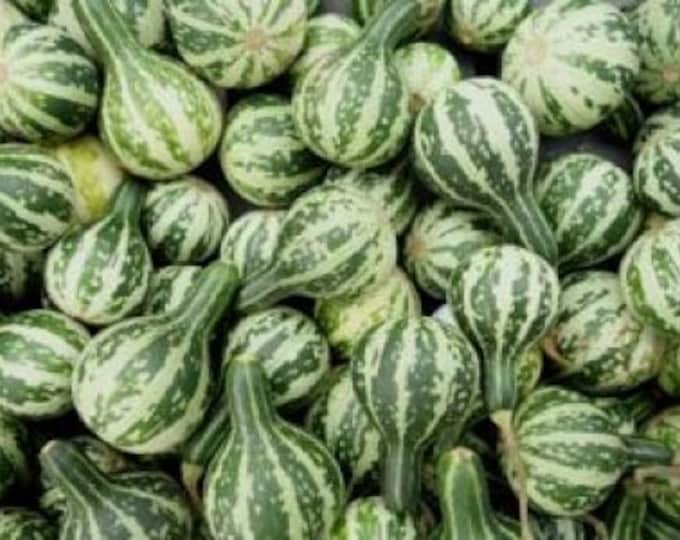 Tennessee Spinner Gourd Seeds - Etsy