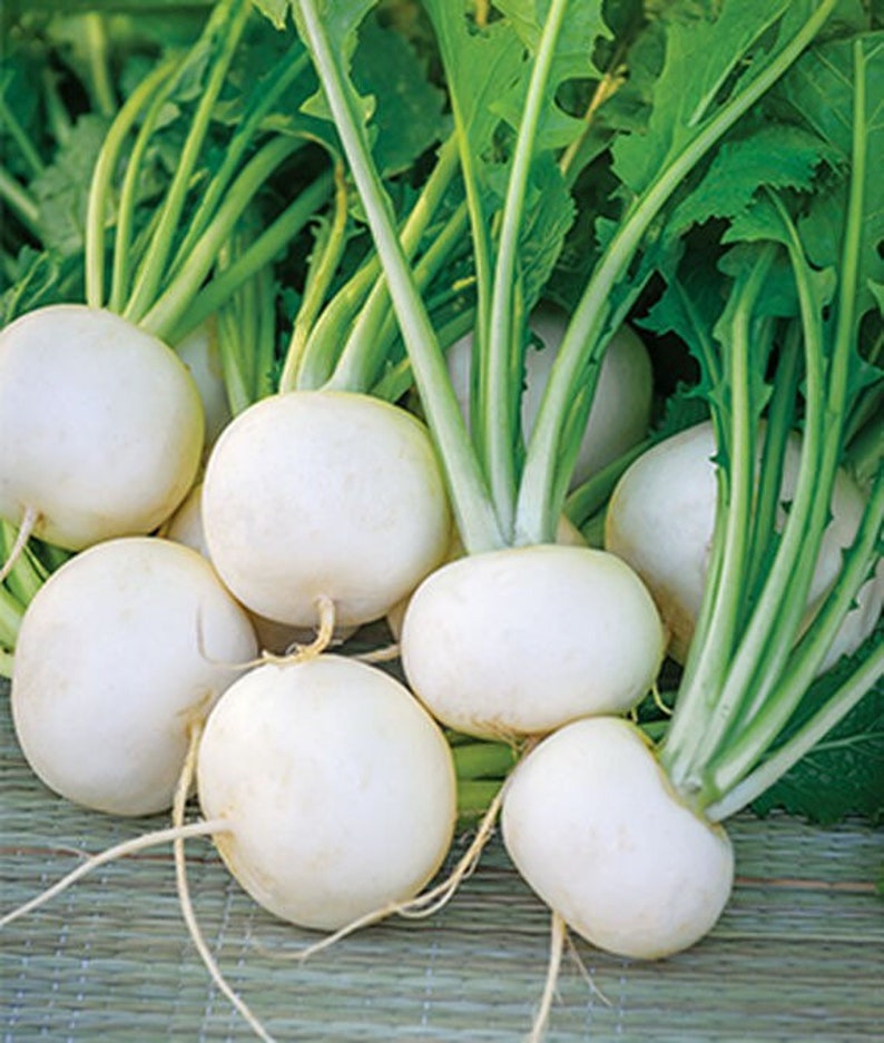 2-gram 650 TOKYO SILKY SWEET Japanese Hybrid White Turnip Seeds Salad ...