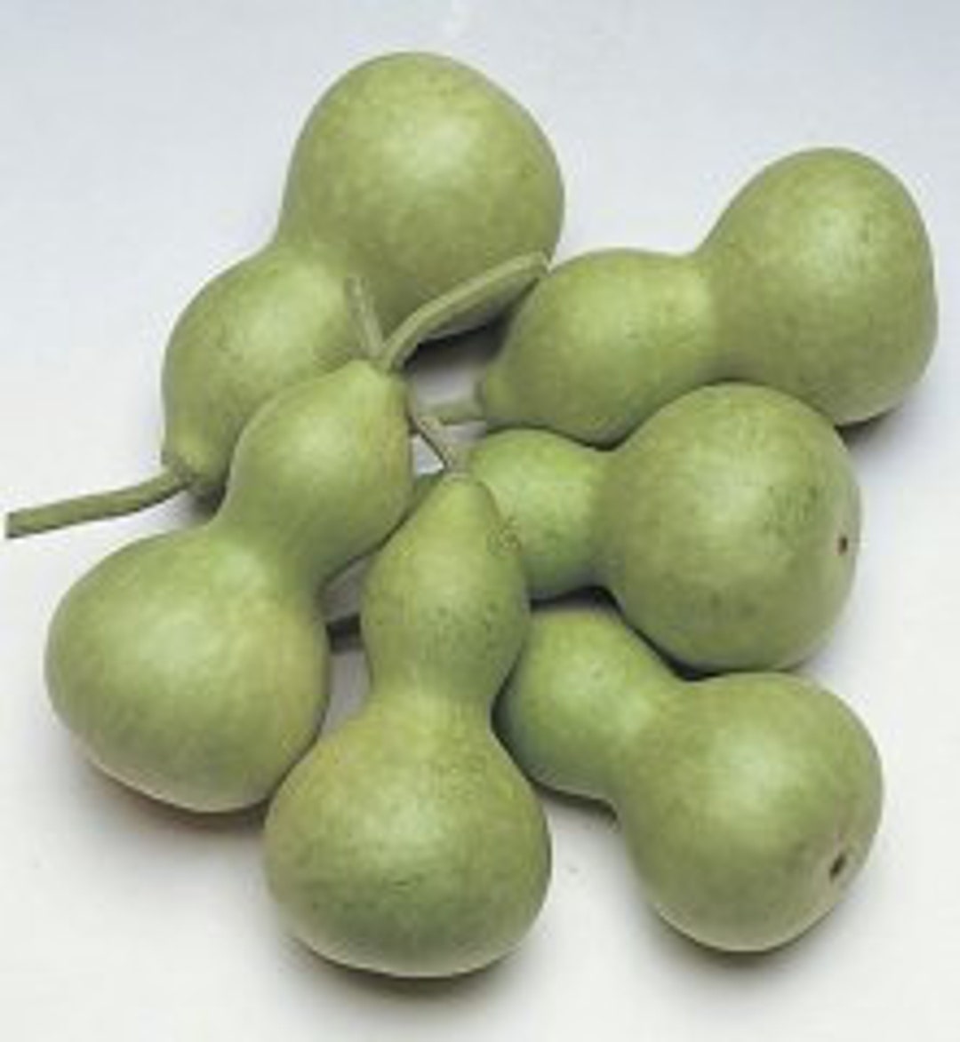 12 Mini Bottle Gourd Seeds; 4-5” Tall; Feng Shui Hulu; Ornamental ...