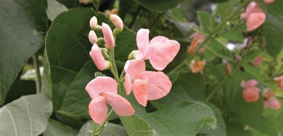 15 SUNSET Runner Bean Seeds Beautiful Salmon-pink Flowers - Etsy