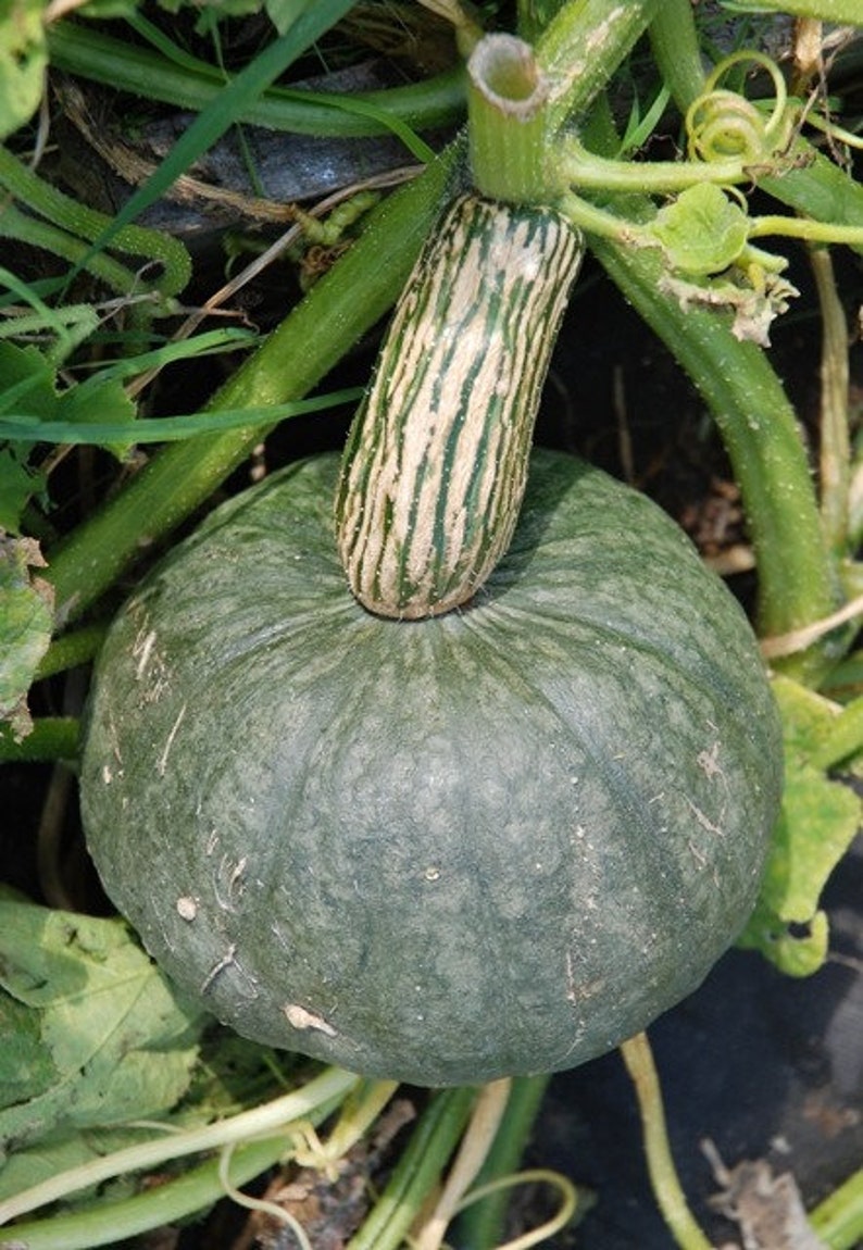 8 BLUE KURI Winter Squash Seeds; Japanese Kabocha - Etsy
