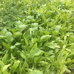 1/4-OZ 5000+ A-choy / AA Cai Seeds, Taiwanese Sword Leaf Lettuce ...